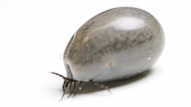 Engorged tick on white stock video. Video of pest, engorged - 371097483