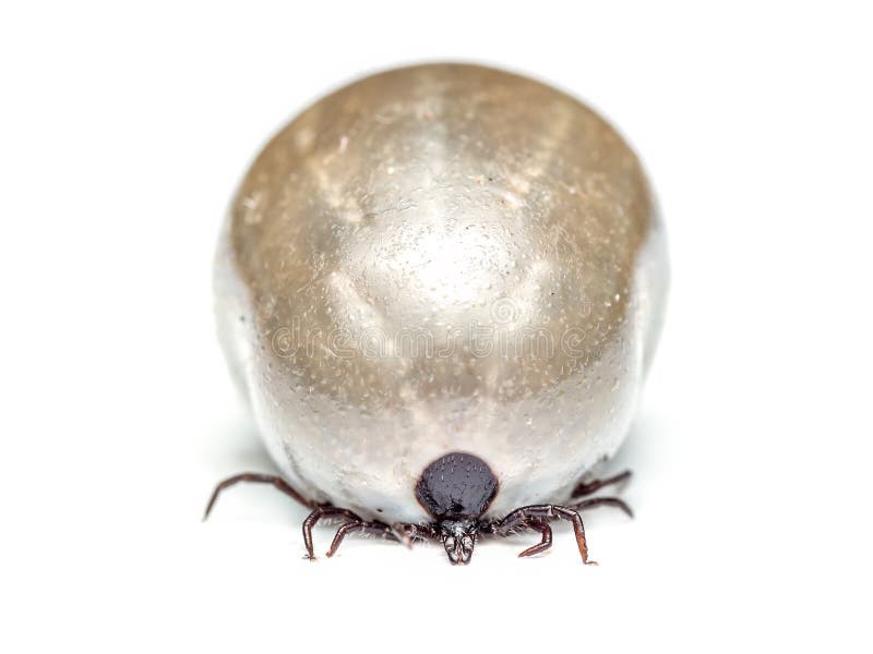 Engorged tick on white stock photo. Image of bite, danger - 324723494