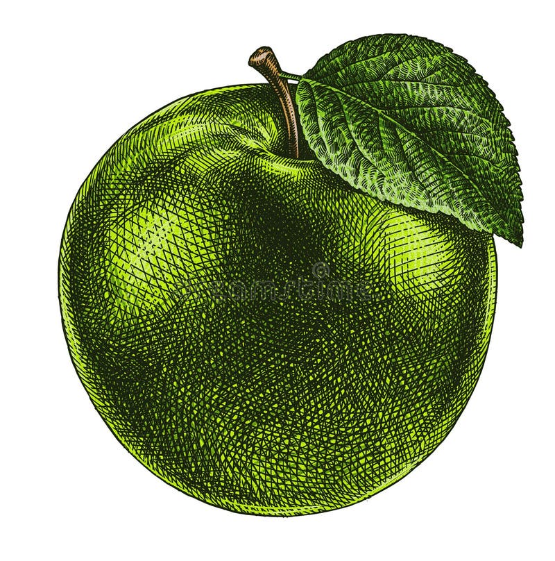 Engrave Isolated Apple Hand Drawn Graphic Illustration Stock ...