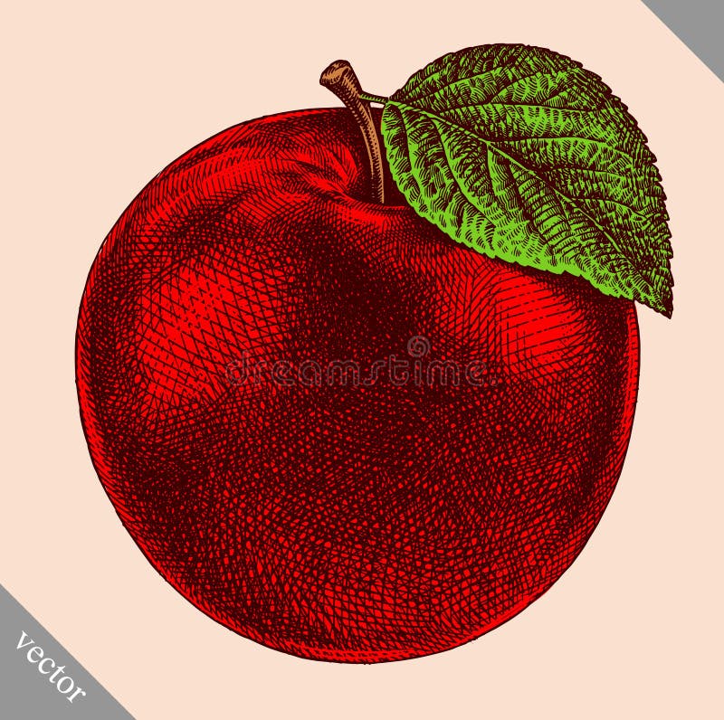 Engrave Isolated Apple Hand Drawn Graphic Vector Illustration Stock ...