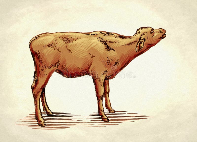 Engrave Ink Draw Cow Illustration Stock Illustration - Illustration of ...