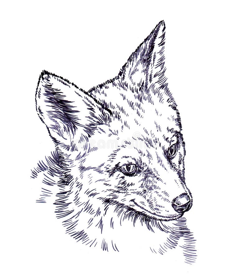 Engrave Ink Draw Fox Illustration Stock Illustration - Illustration of ...