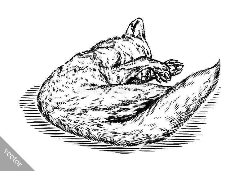 Engrave Ink Draw Fox Illustration Stock Vector - Illustration of ...