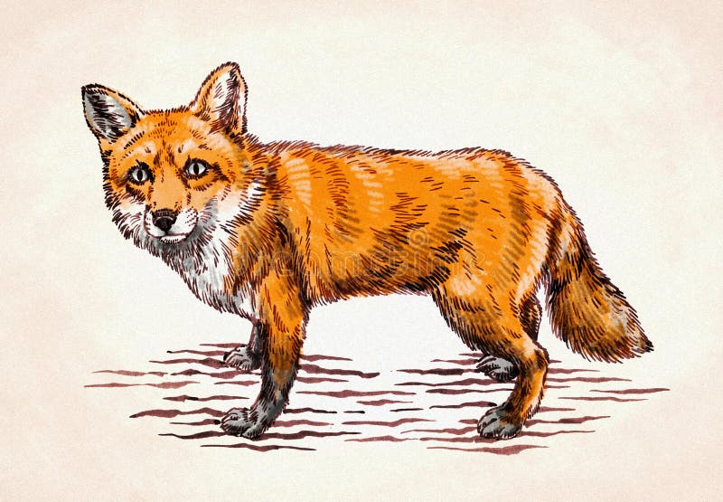 Engrave Ink Draw Fox Illustration Stock Illustration - Illustration of ...
