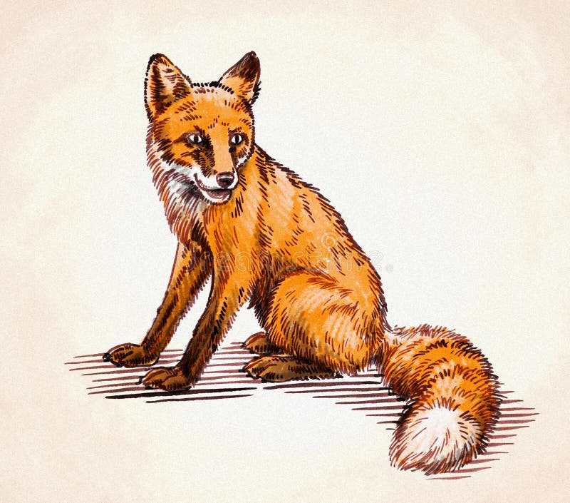 Engrave Ink Draw Fox Illustration Stock Illustration - Illustration of ...