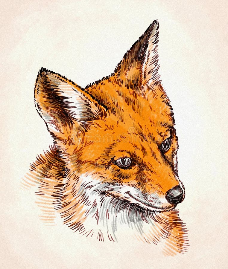 Engrave Ink Draw Fox Illustration Stock Illustration - Illustration of ...