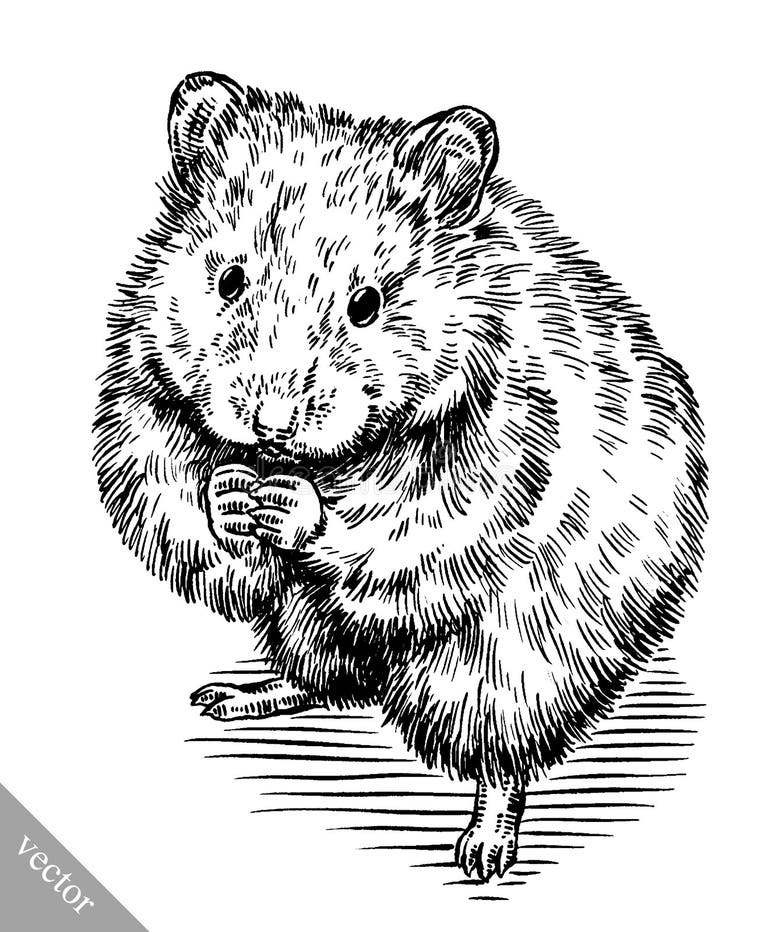 Hamster Line Drawing Stock Illustrations – 2,050 Hamster Line Drawing ...