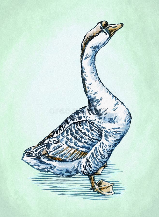 Engrave Ink Draw Isolated Duck Illustration Stock Illustration ...