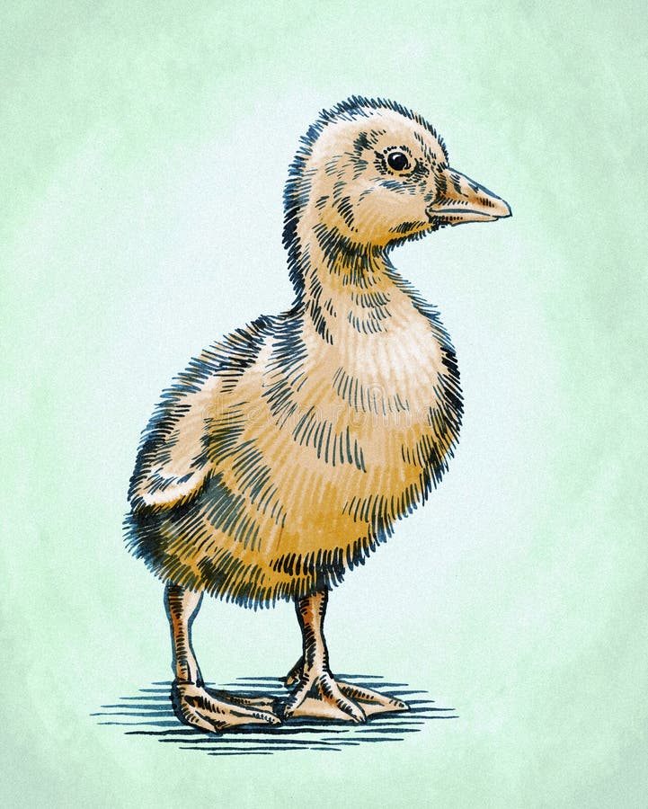 Engrave Ink Draw Isolated Duck Illustration Stock Illustration ...