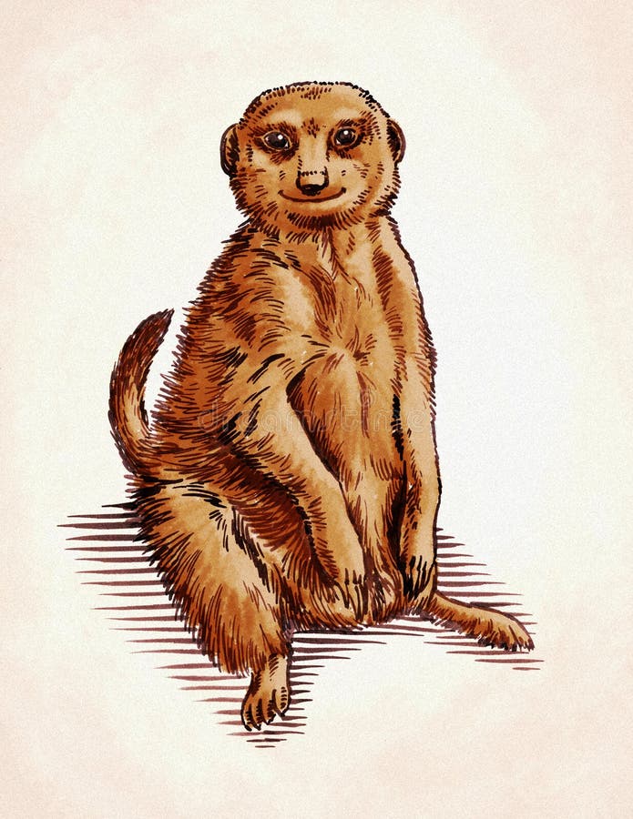 Engrave Ink Draw Meerkat Illustration Stock Illustration - Illustration ...