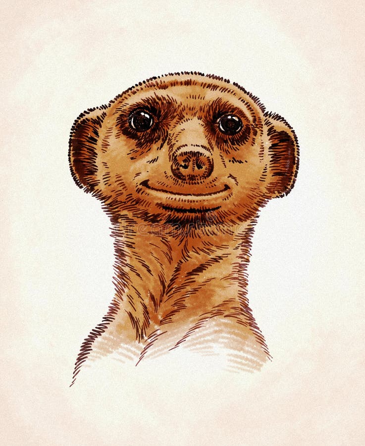 Engrave Ink Draw Meerkat Illustration Stock Illustration - Illustration ...