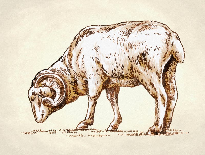 Engrave Ink Draw Sheep Illustration Stock Illustration - Illustration ...