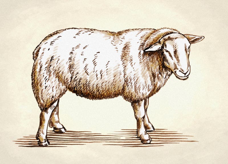 Sheep Pen Stock Illustrations – 787 Sheep Pen Stock Illustrations ...