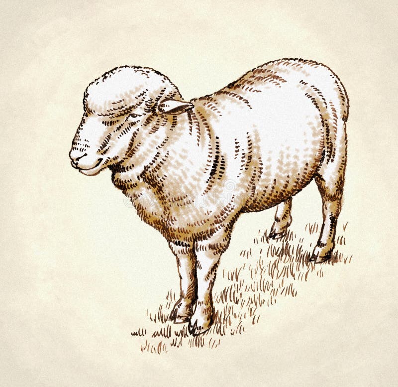 Engrave Ink Draw Sheep Illustration Stock Illustration - Illustration ...