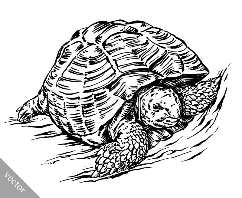 Engrave Ink Draw Turtle Illustration Stock Vector - Illustration of ...