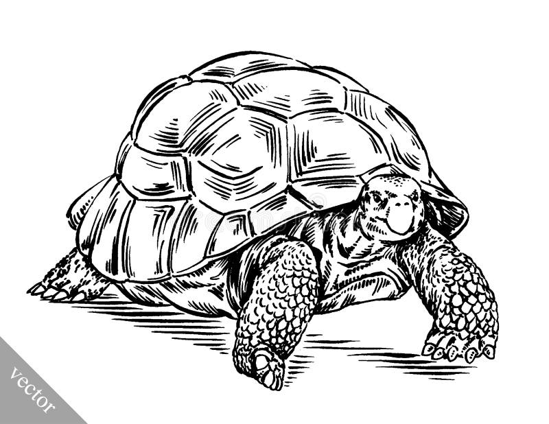 Engrave Ink Draw Turtle Illustration Stock Vector - Illustration of ...