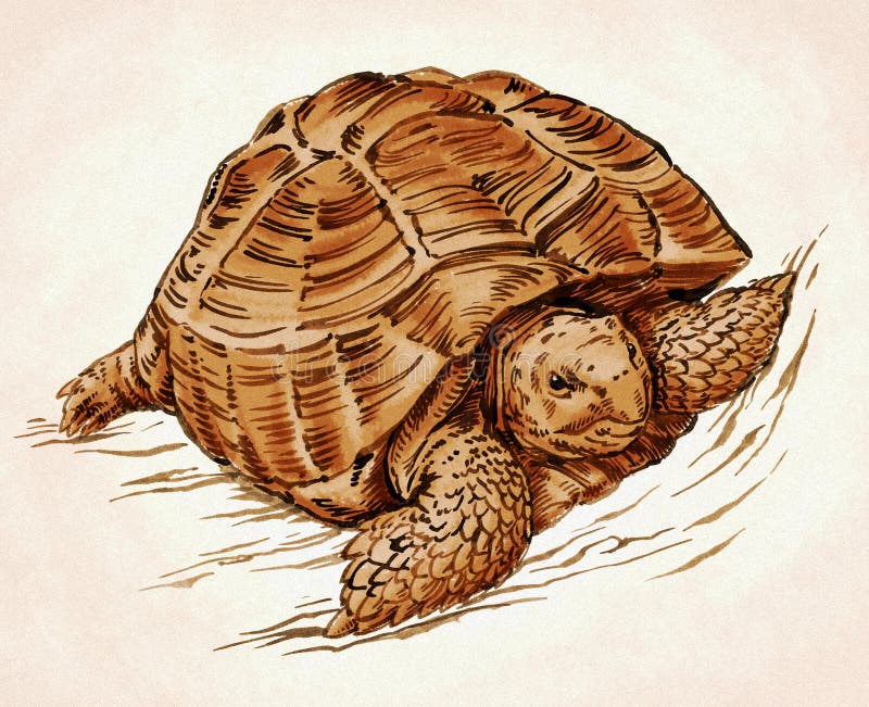 Engrave Ink Draw Turtle Illustration Stock Illustration - Illustration ...