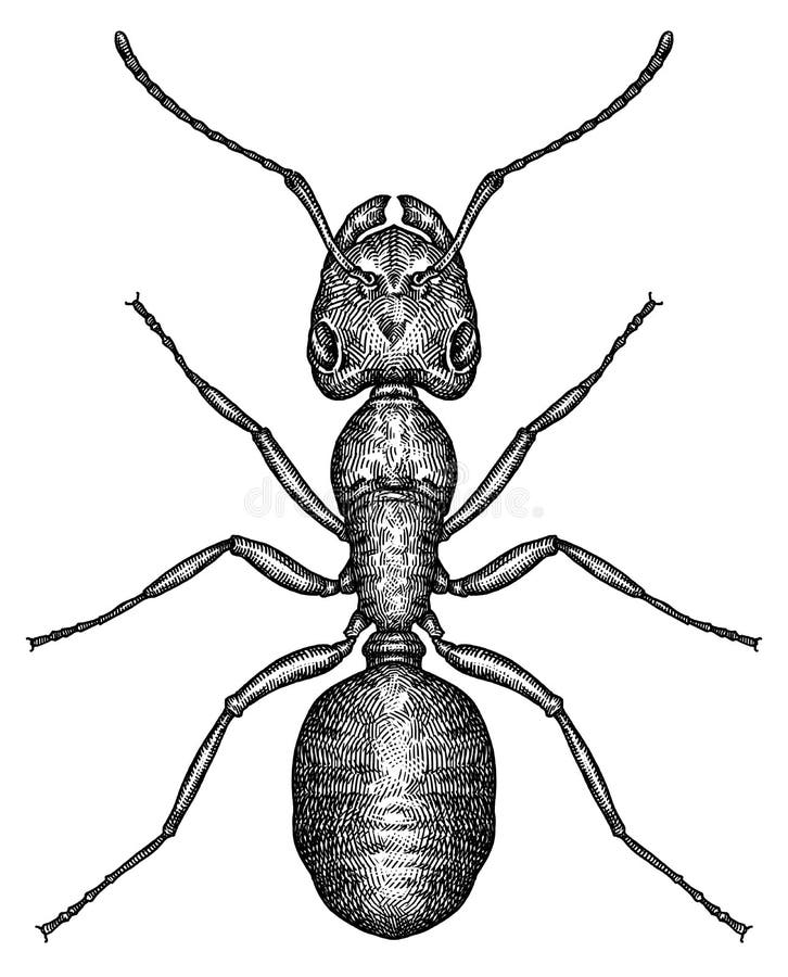 Ant Top View Stock Illustrations – 288 Ant Top View Stock Illustrations ...