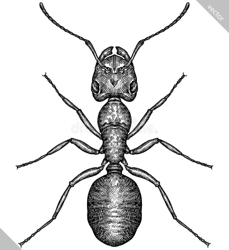 Ant Top View Stock Illustrations – 264 Ant Top View Stock Illustrations ...
