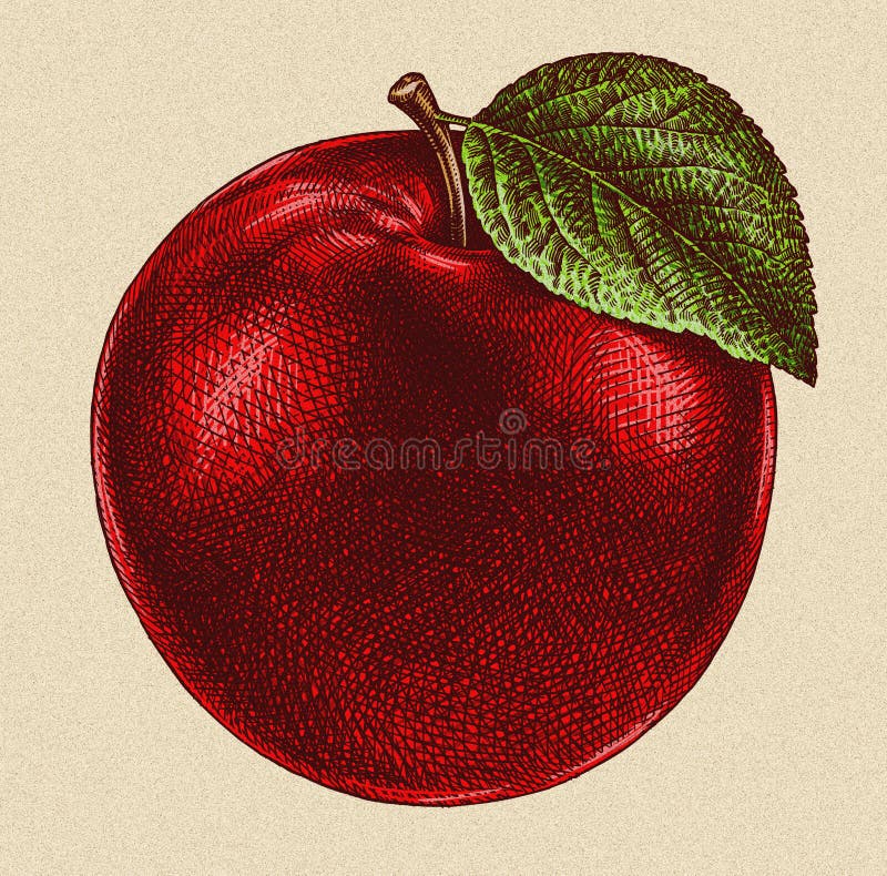 Engrave Isolated Apple Hand Drawn Graphic Illustration Stock ...