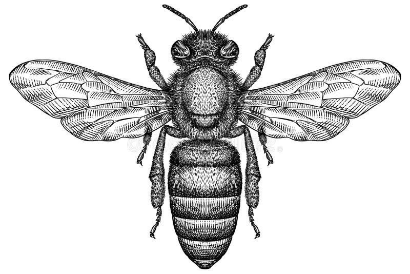 Engrave Isolated Bee Hand Drawn Graphic Illustration Stock Illustration ...