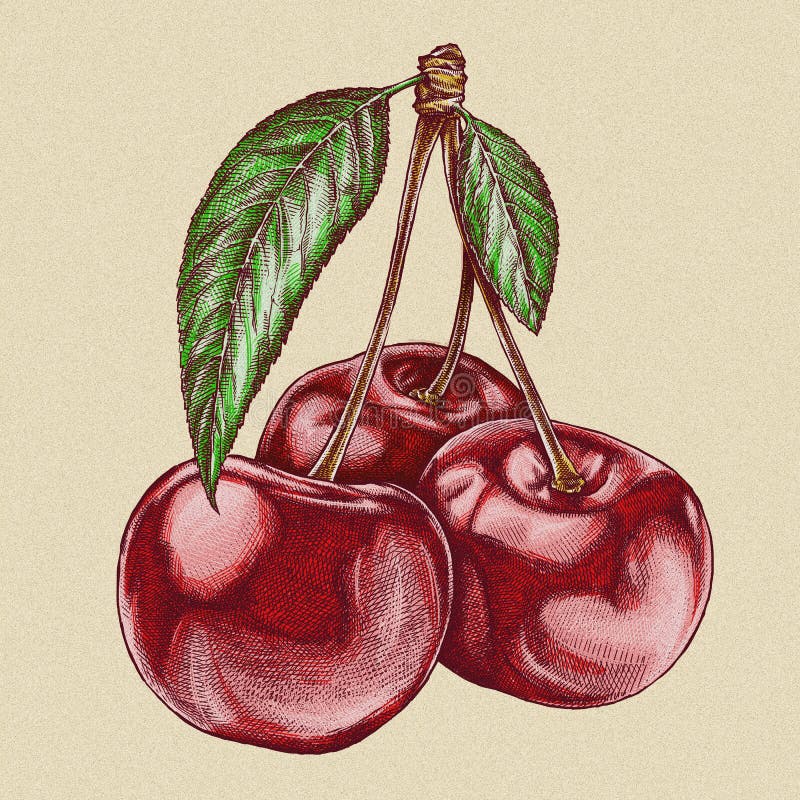 Engrave Isolated Cherry Hand Drawn Graphic Illustration Stock ...