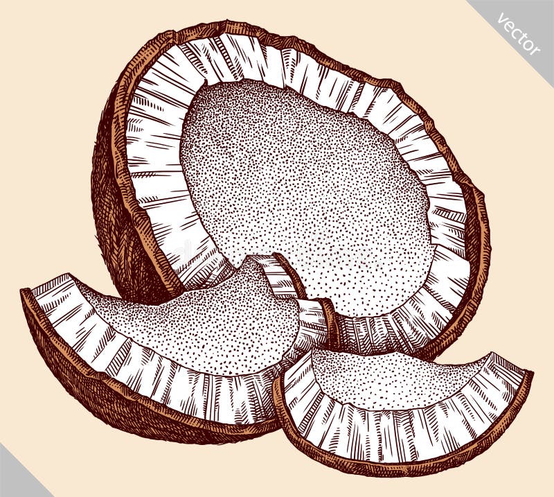 Engrave Isolated Coconut Hand Drawn Graphic Vector Illustration Stock ...