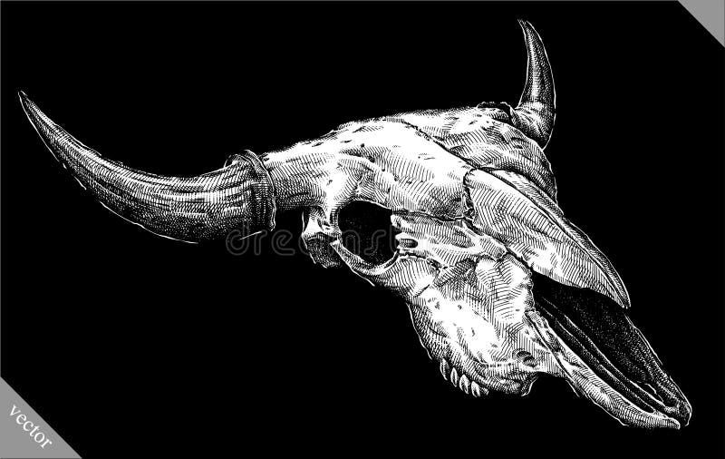 Cow Skull Line Art Stock Illustrations – 524 Cow Skull Line Art Stock ...
