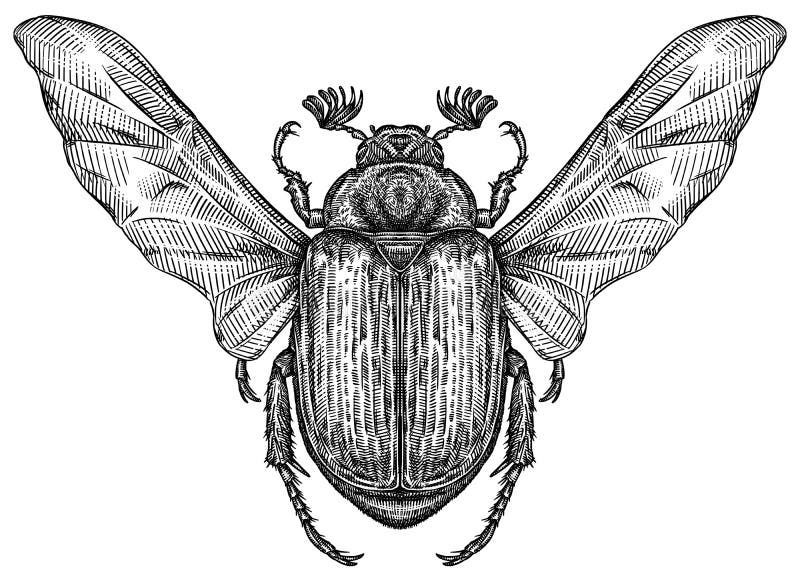 Engrave Isolated Fly Hand Drawn Graphic Illustration Stock Illustration ...