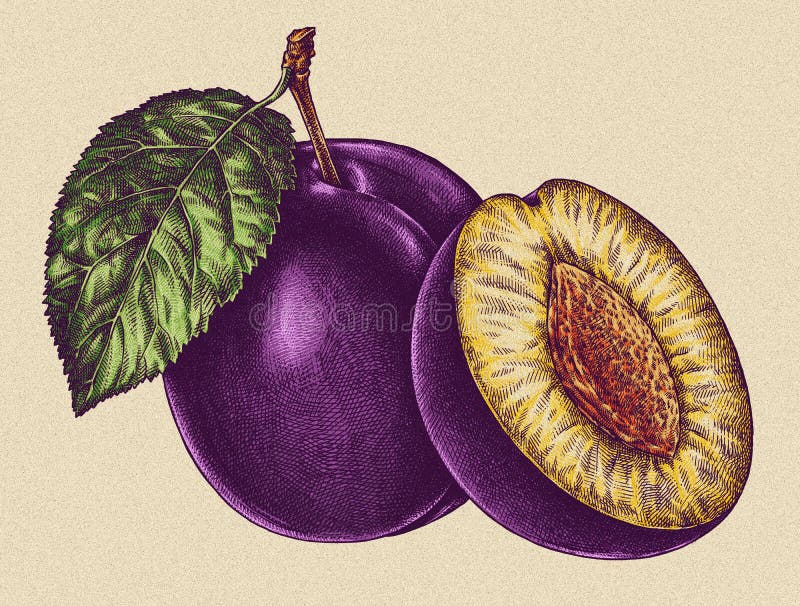 Engrave Isolated Plum Hand Drawn Graphic Illustration Stock ...