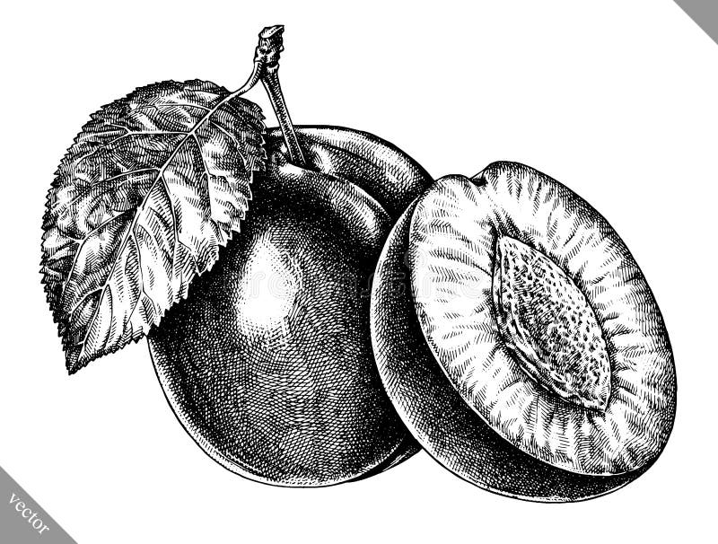 Engrave Isolated Plum Hand Drawn Graphic Vector Illustration Stock ...
