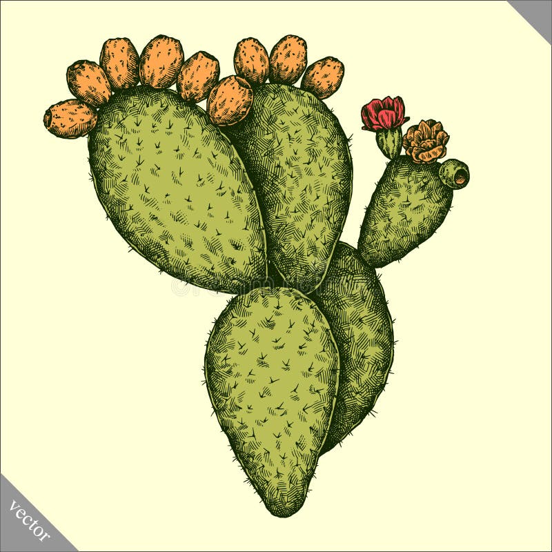 Prickly Pear Line Drawing Stock Illustrations – 157 Prickly Pear Line ...