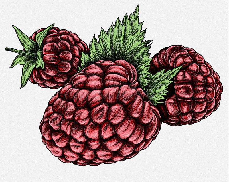 Engrave Isolated Raspberry Hand Drawn Graphic Illustration Stock ...