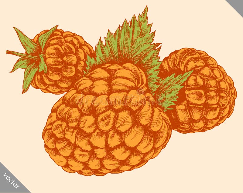 Engrave Isolated Raspberry Hand Drawn Graphic Vector Illustration Stock ...