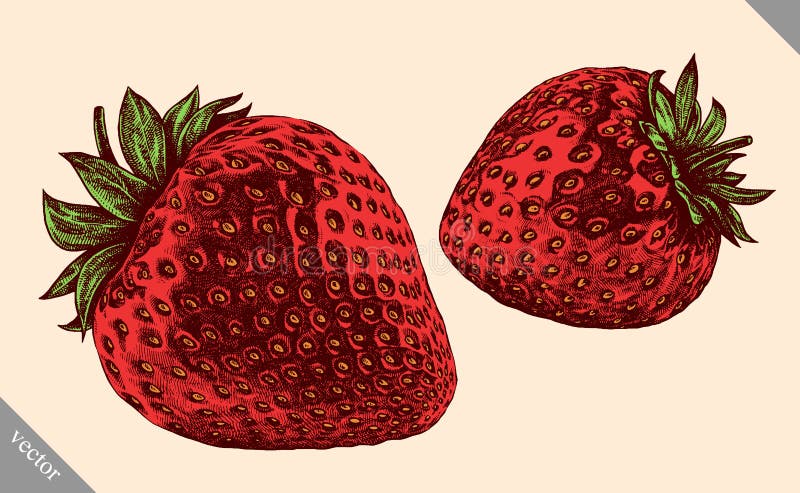 Engrave Strawberry Hand Drawn Graphic Vector Illustration Stock Vector ...