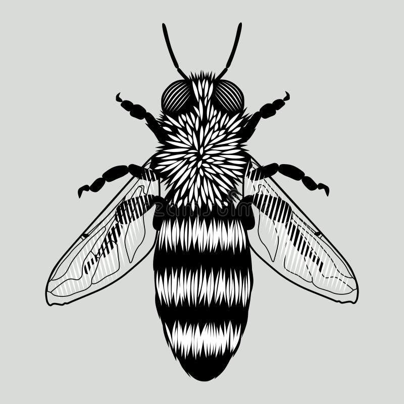 Engraved Black and White Vintage Drawing of Bee Stock Vector ...