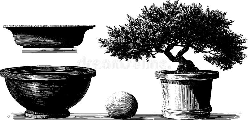 Engraved Bonsai Tree and Zen Objects Illustration for Meditative Design ...