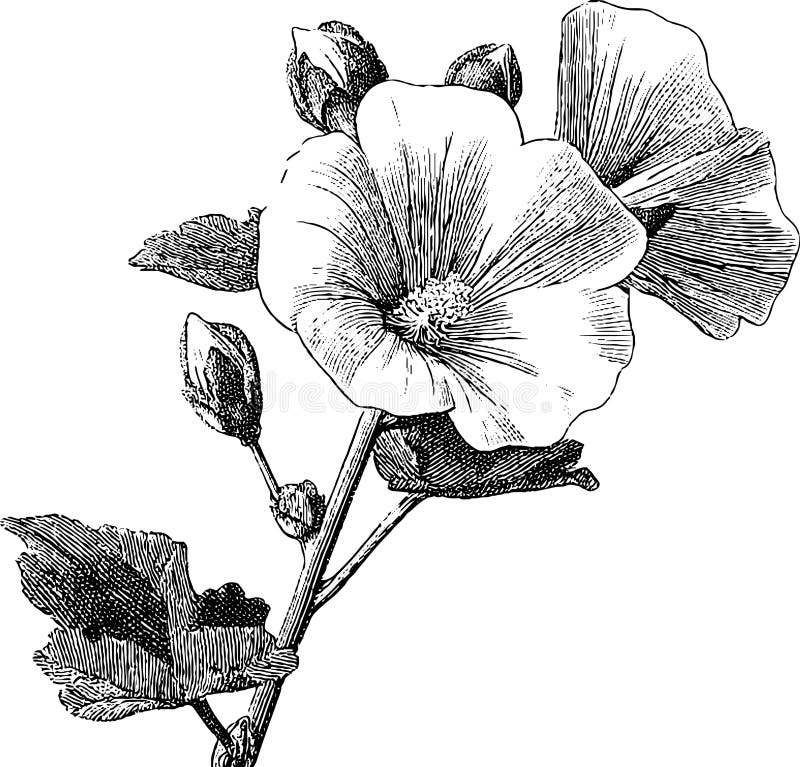 Engraved Botanical Illustration of Mallow Flower in Black Bold Style ...