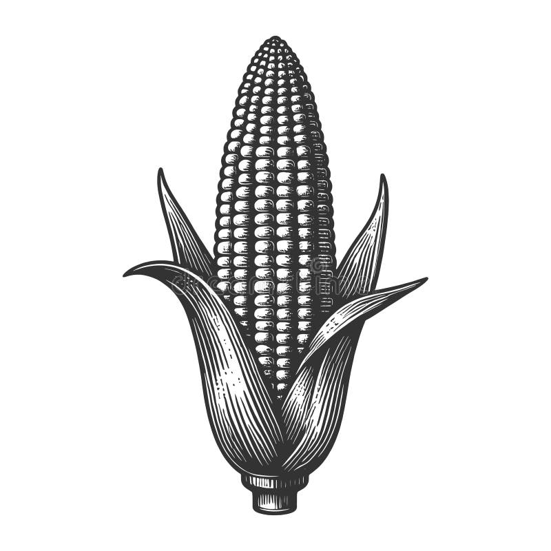 Corn Husk Vector Stock Illustrations – 1,807 Corn Husk Vector Stock ...