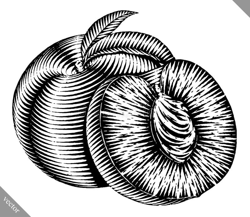 Engraved Engrave Vector Illustration of a Peach Stock Vector ...
