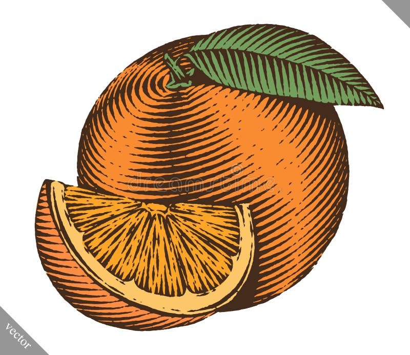 Engraved Isolated Color Vector Illustration of an Orange Stock Vector ...