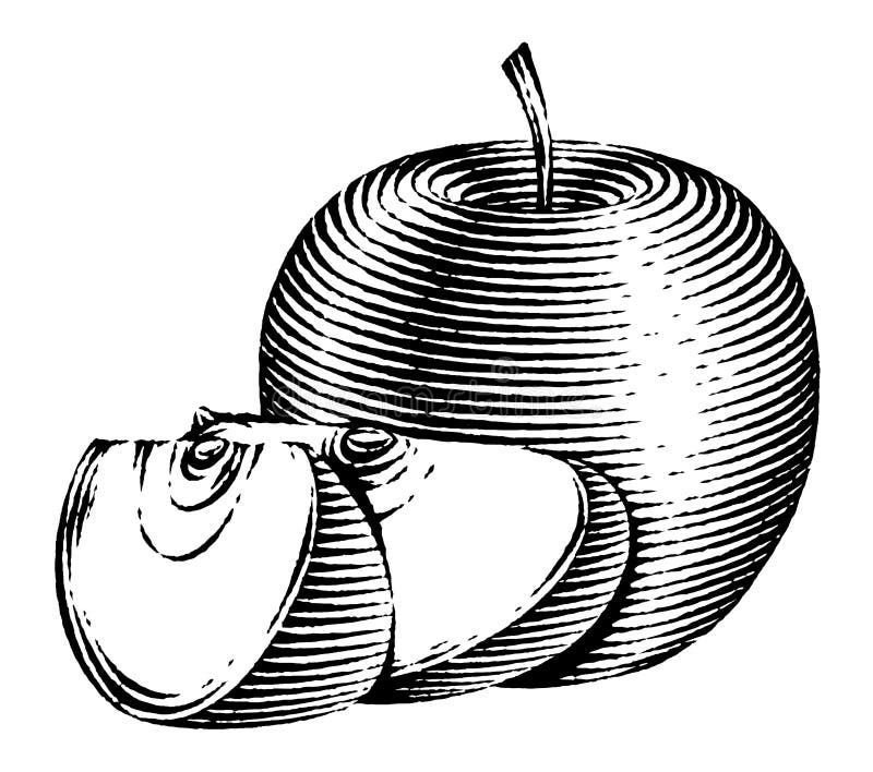 Engraved Isolated Illustration of an Apple Stock Illustration ...