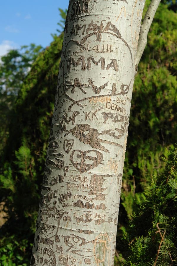 Engraved tree stock image. Image of mark, letters, alhambra - 1314431
