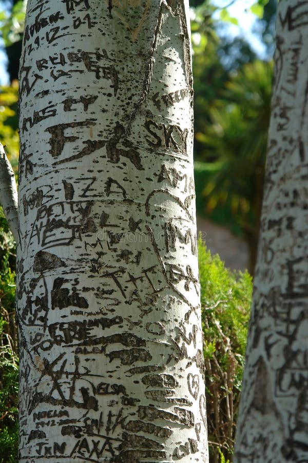 Engraved tree stock image. Image of mark, letters, alhambra - 1314431