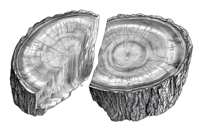 Engraved Tree Wood Section Highlighting Unique Growth Patterns and ...