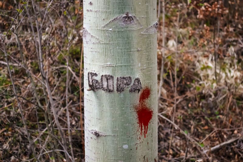 Engraved tree stock image. Image of tree, generalife - 314530105