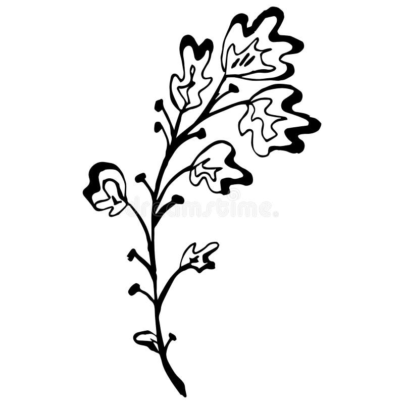 Engraved Vector Hand Drawn Illustrations of Abstract Oak Branch ...