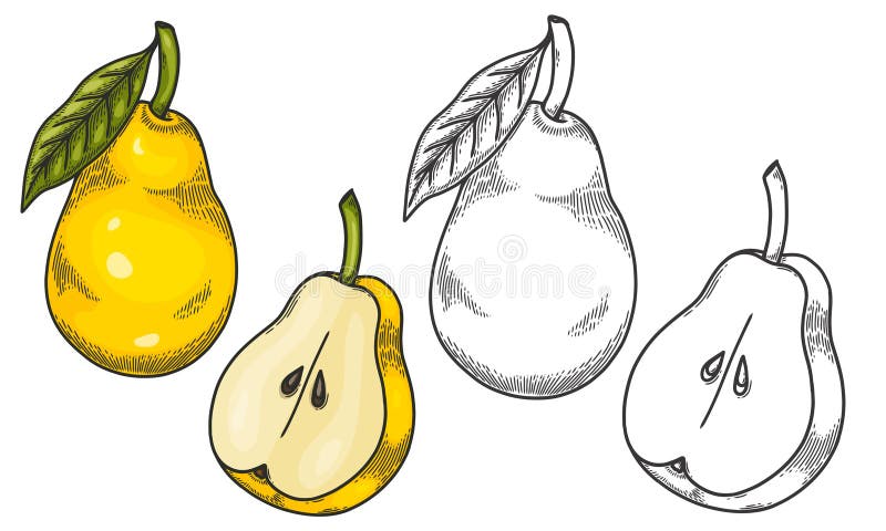 Engraved Vector Illustration of a Pears with Pear Half and Pear Leaf ...