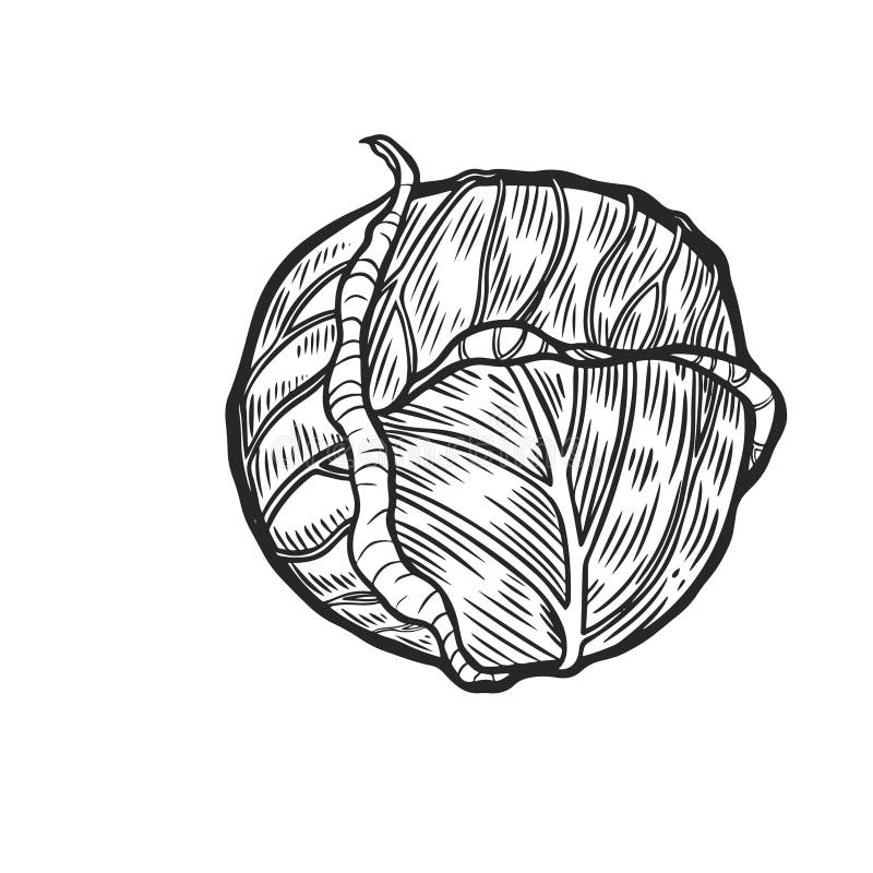 Line Drawing Cabbage Stock Illustrations – 3,137 Line Drawing Cabbage ...