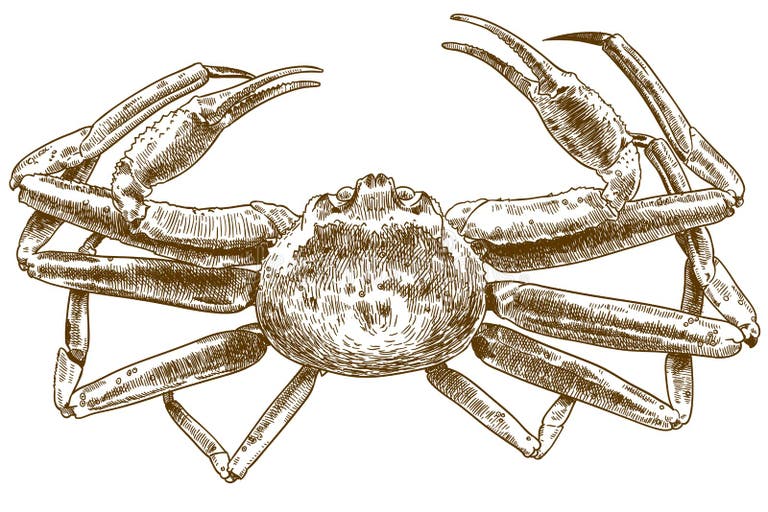 Crab Engraving Illustration Stock Illustrations 1362 Crab Engraving Illustration Stock